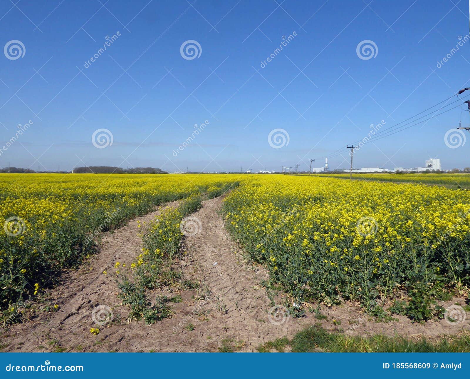 Rough Path through Large Rapeseed Fields Stock Image - Image of ...