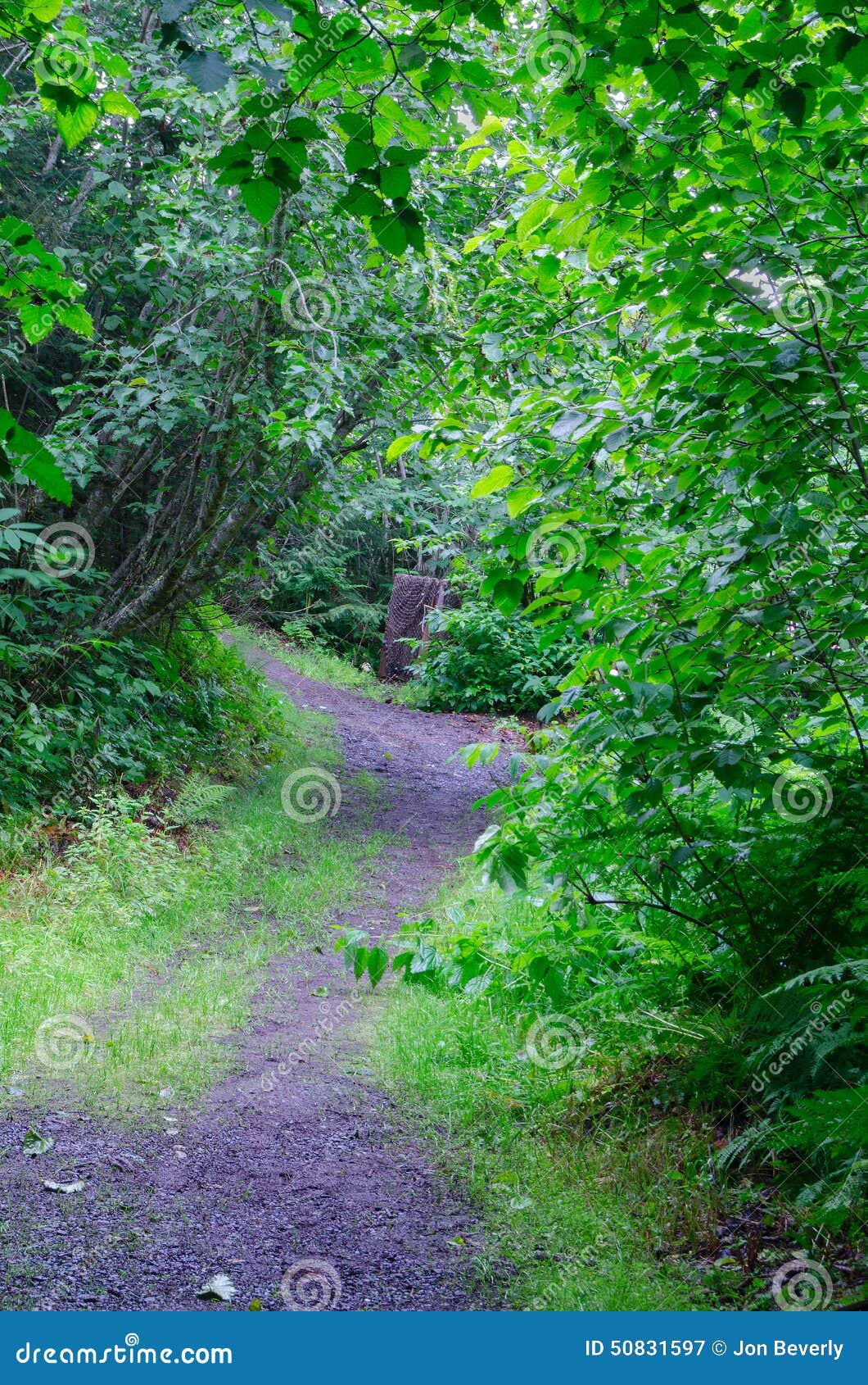 Rough path in woods stock image. Image of brush, trail - 50831597