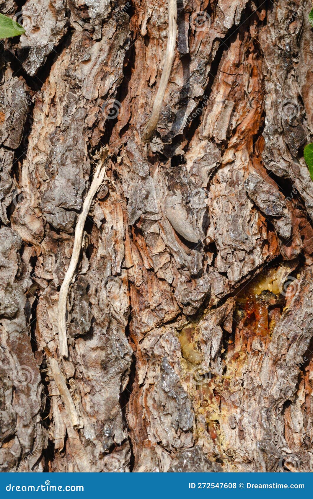 Rough Pine Bark Bottom. Backgrounds and Textures Stock Photo - Image of ...