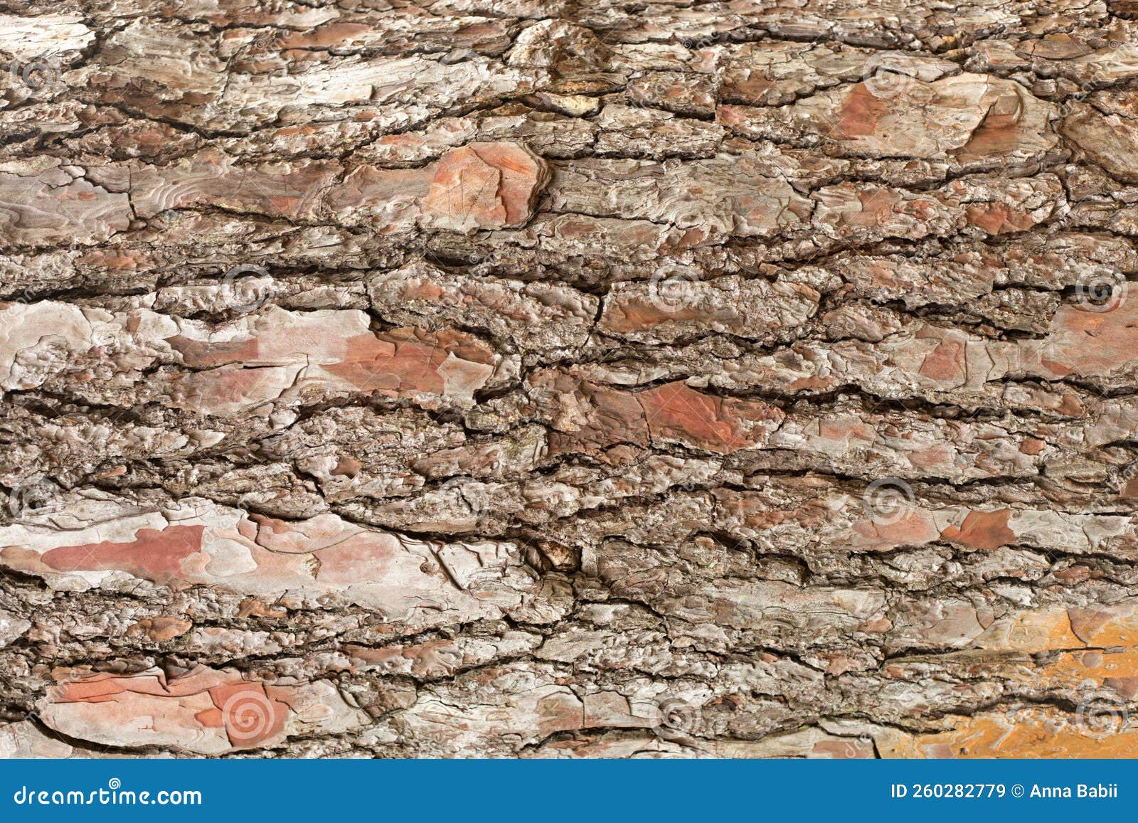 Rough Pine Tree Bark Texture Stock Image - Image of closeup, natural ...