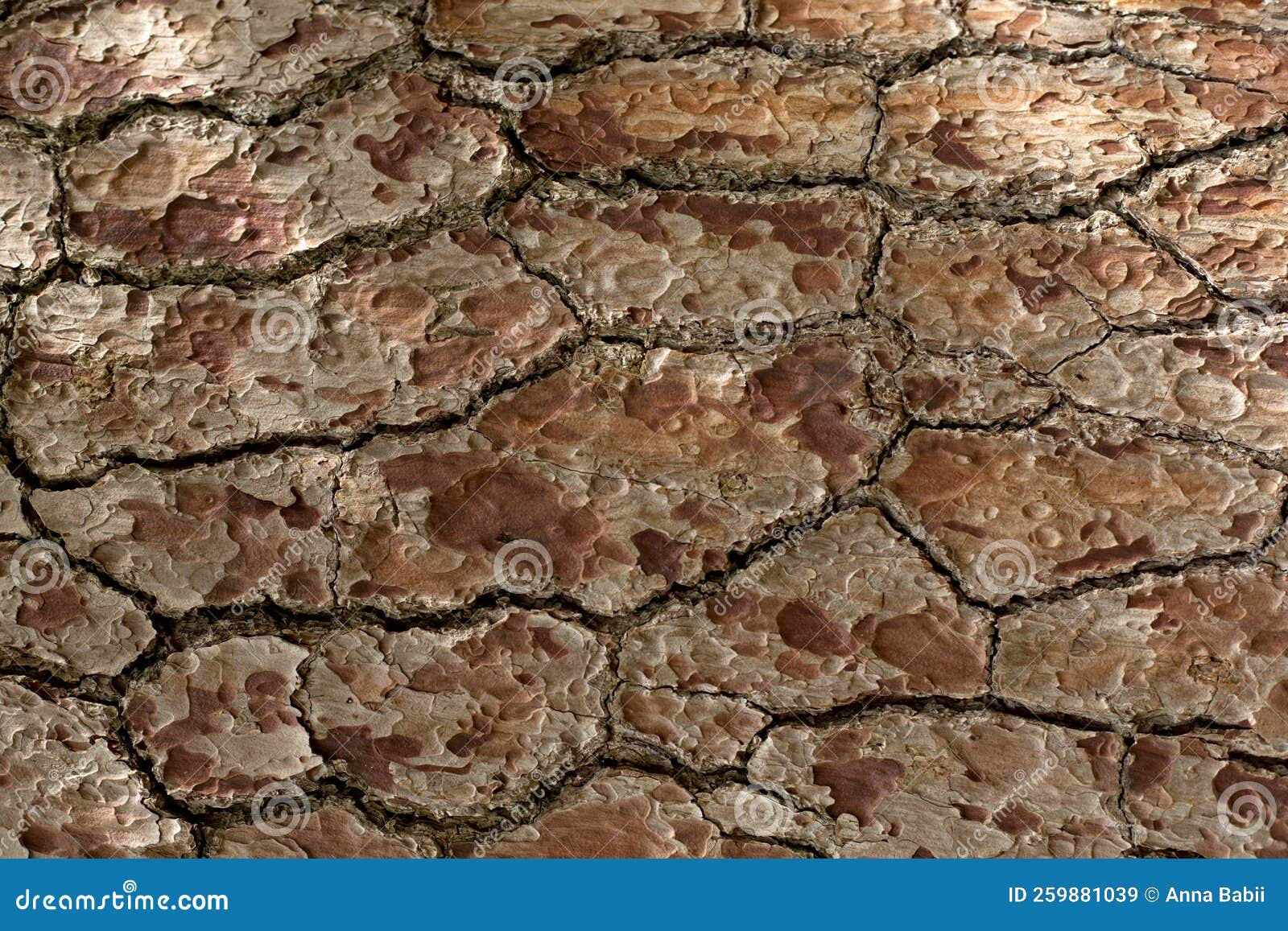 Rough Pine Tree Bark Texture Stock Image - Image of bark, texture ...