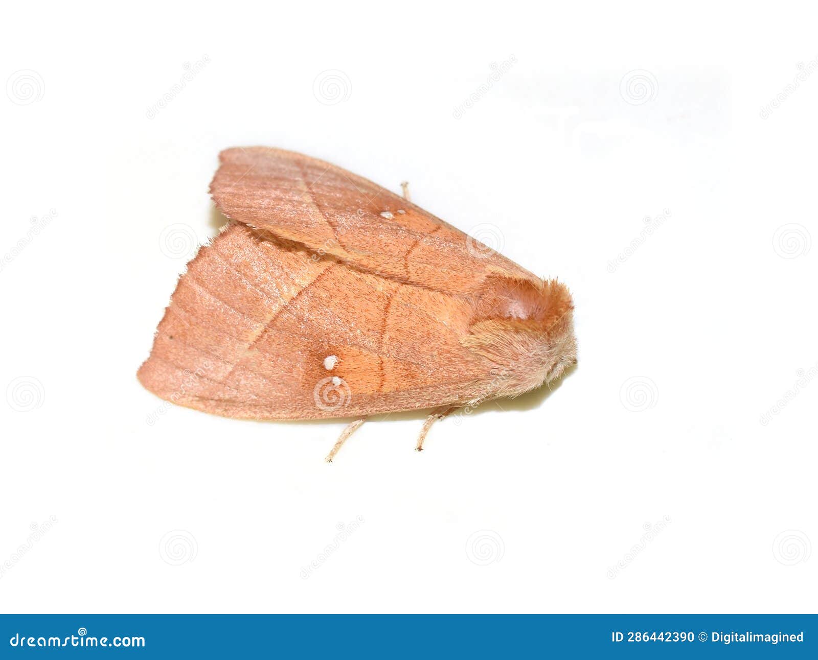 Rough Prominent Moth Nadata Gibbosa Stock Photo - Image of prominent ...