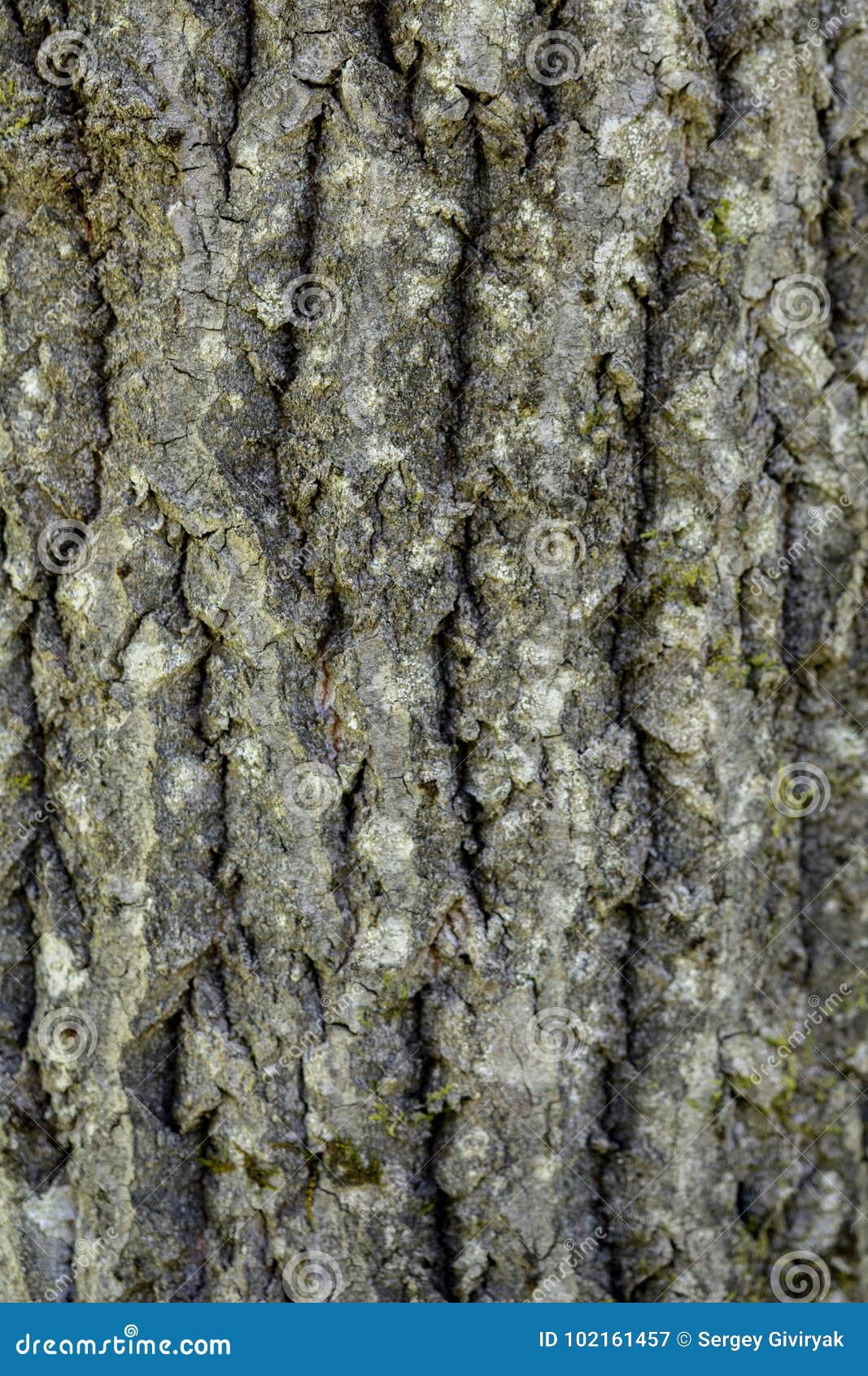 The Rough and Ridged Bark of the Old Tree Stock Image - Image of ...