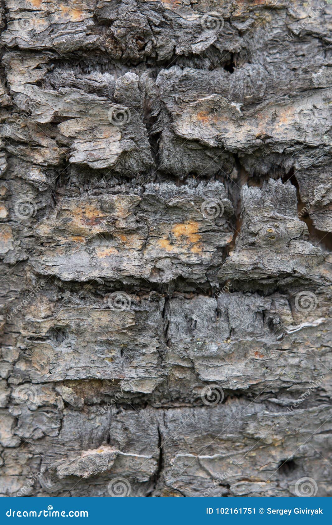 The Rough and Ridged Bark of the Old Tree Stock Image - Image of nature ...