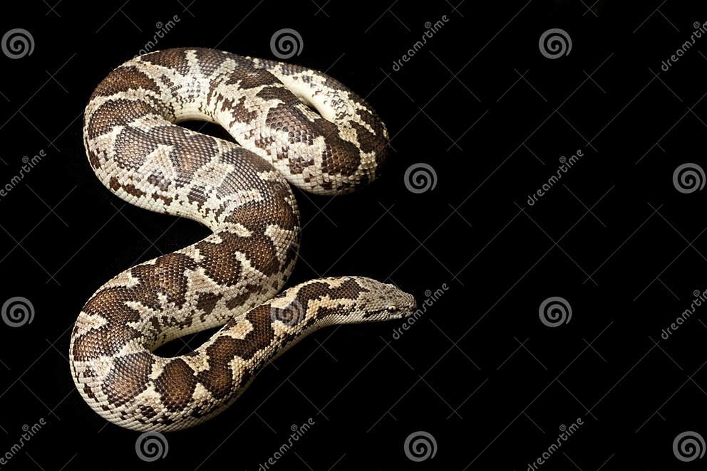 Rough-scaled sand boa stock image. Image of wildlife - 10488287