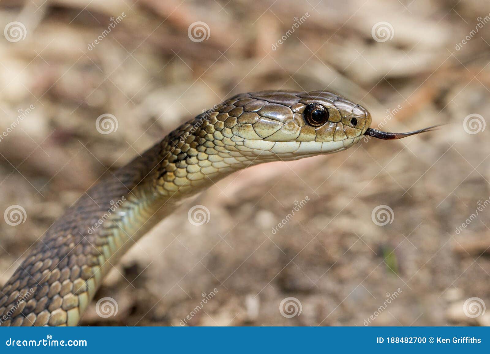 Rough Scaled Snake stock photo. Image of deadly, scaled - 188482700