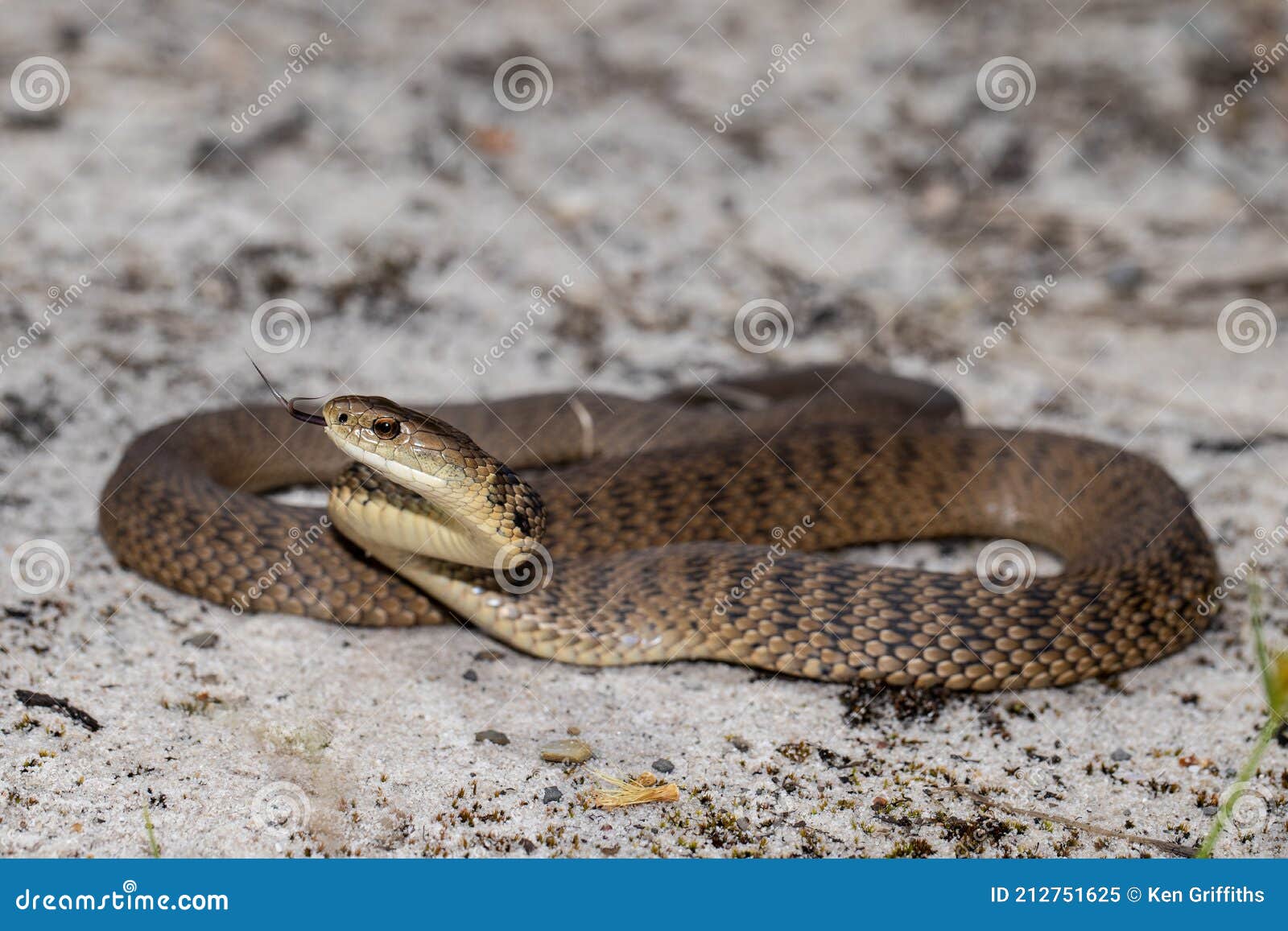 Rough-scaled Snake stock image. Image of deadly, wildlife - 212751625