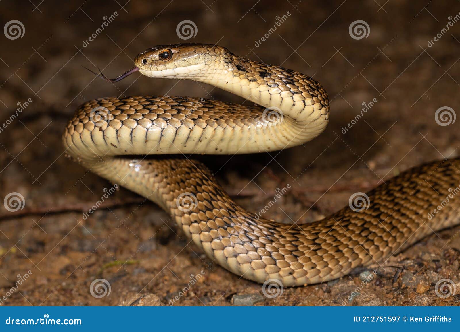 Rough-scaled Snake stock image. Image of roughscaled - 212751597