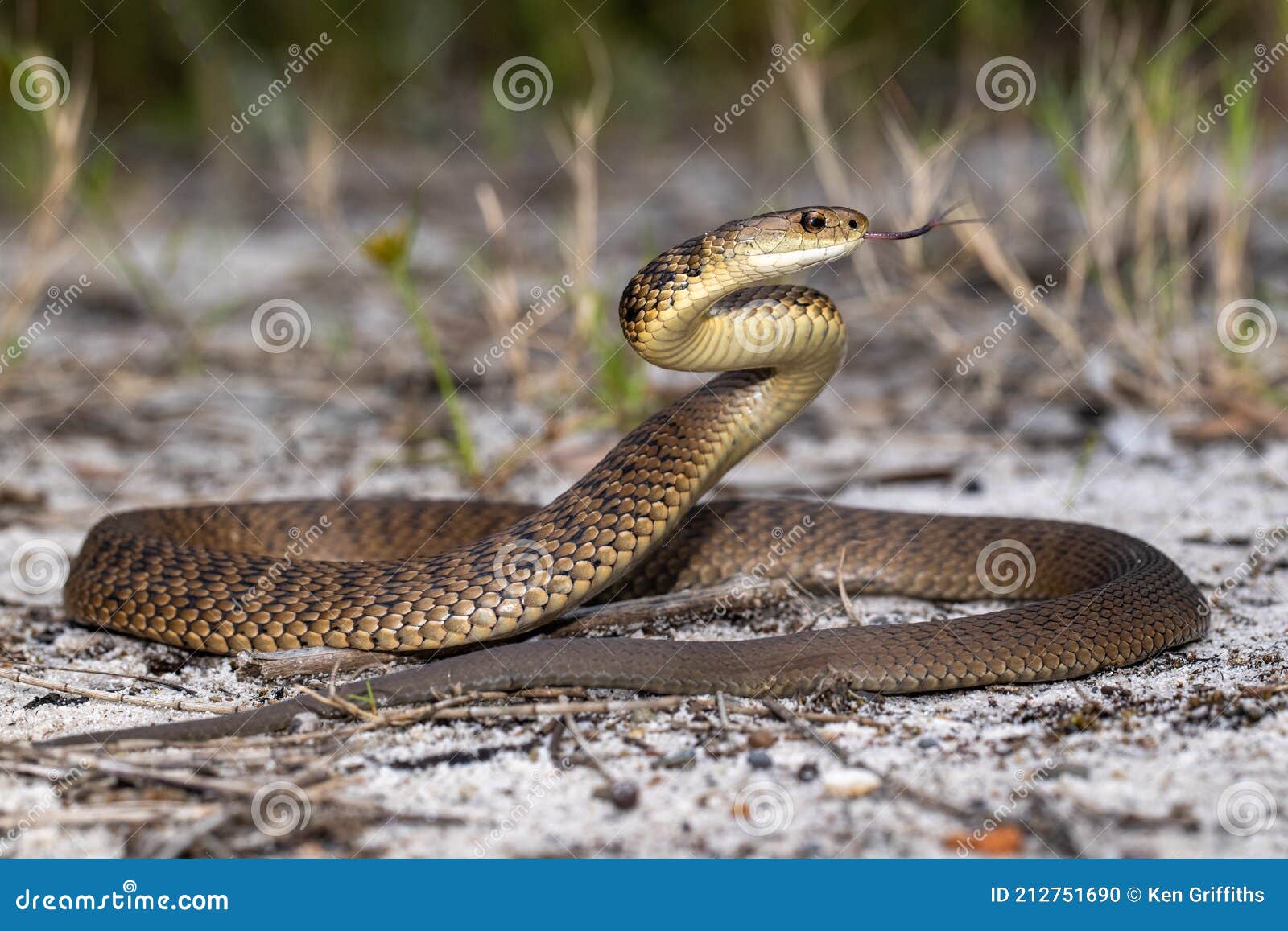 Rough-scaled Snake stock photo. Image of position, striking - 212751690