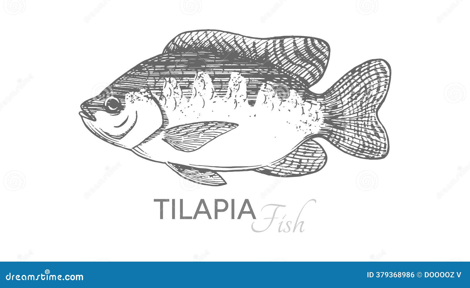 Tilapia Fish Full Body Illustration. Generative AI Stock Photography ...