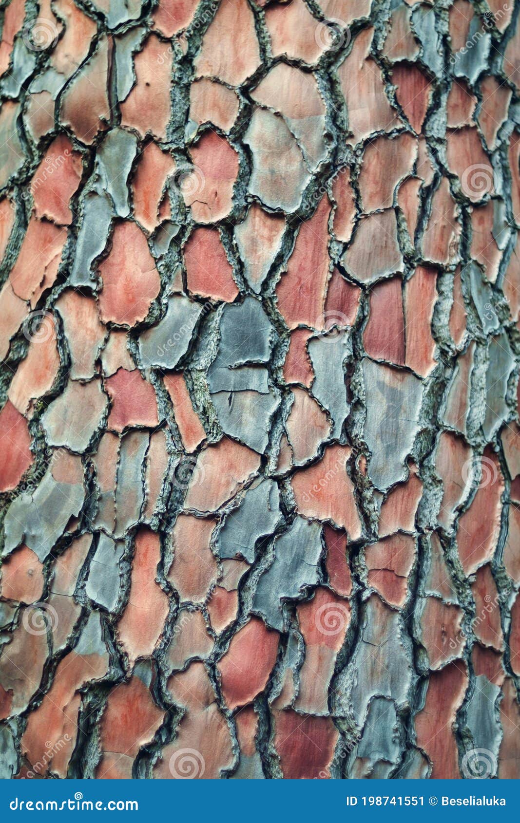 Rough Dry Skin On The Hand After Sunbathing, Tendon And Blue Vein Stock ...