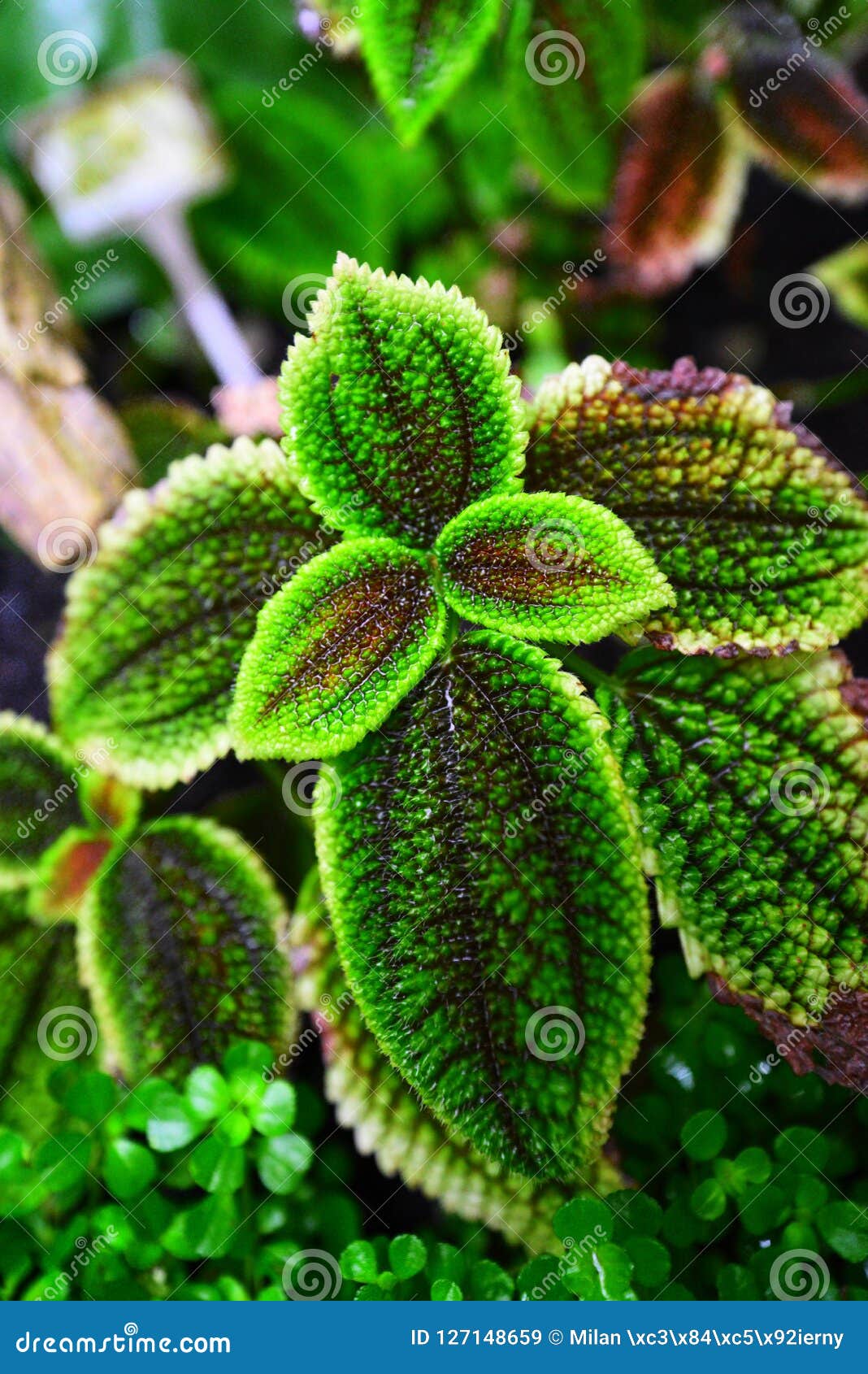 Rough skin stock image. Image of foliage, skin, green - 127148659
