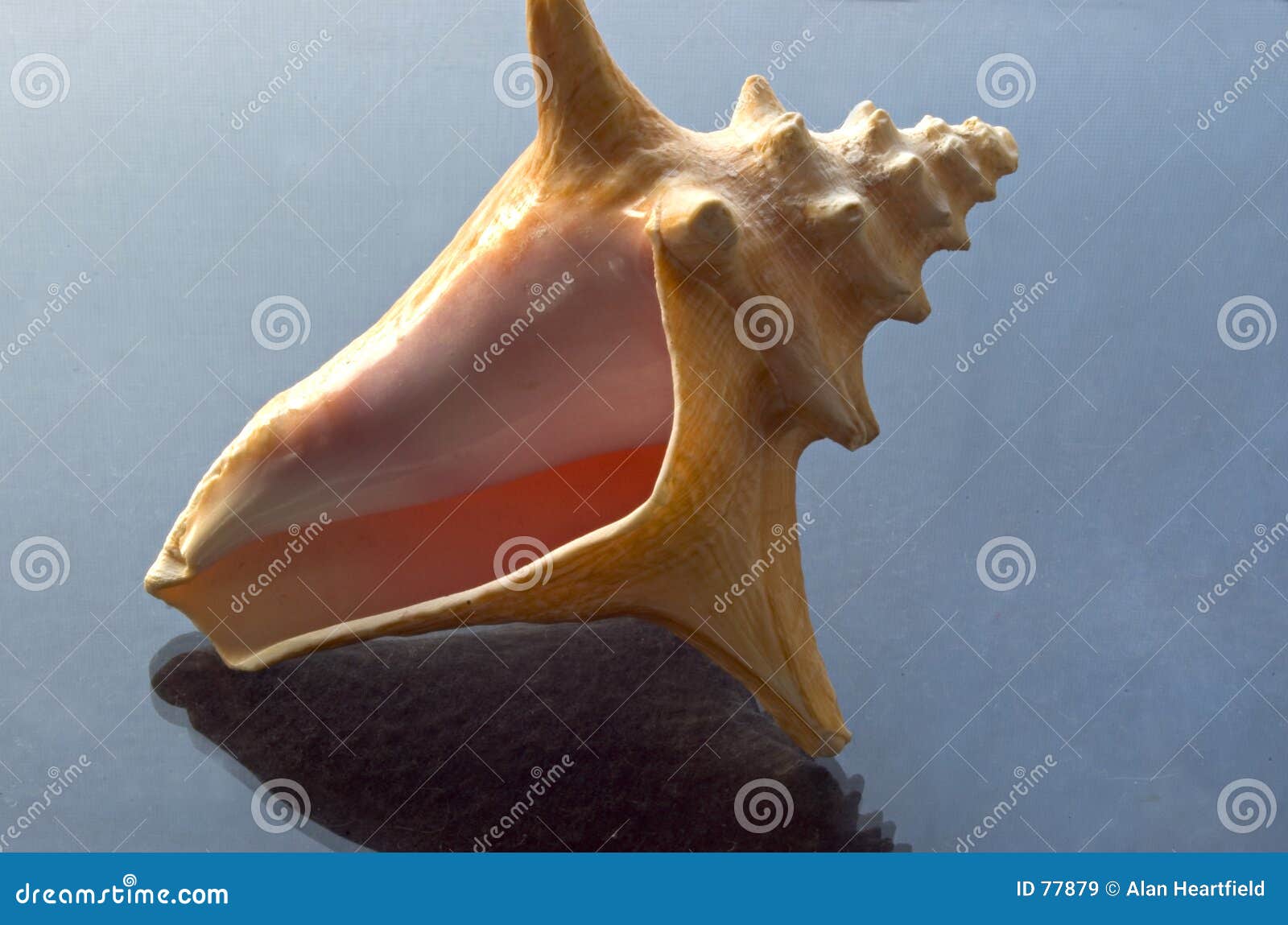 Rough and Smooth stock image. Image of grow, smooth, seaside - 77879