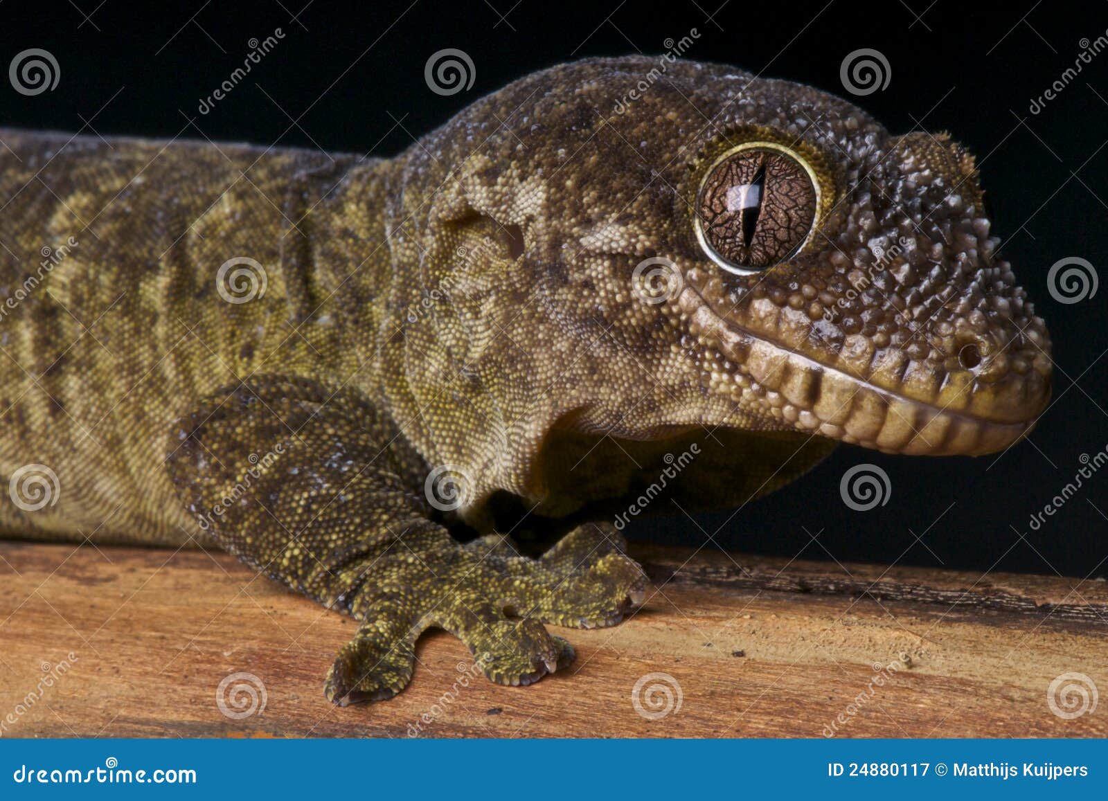 Rough-snouted Giant Gecko stock image. Image of livebearer - 24880117