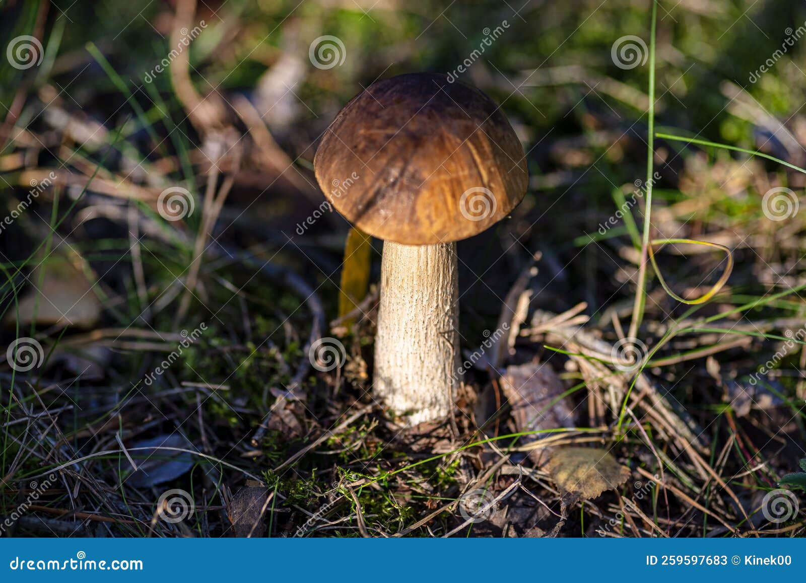 The Rough-stemmed Bolete Growing in Its Natural Environment in a Forest ...