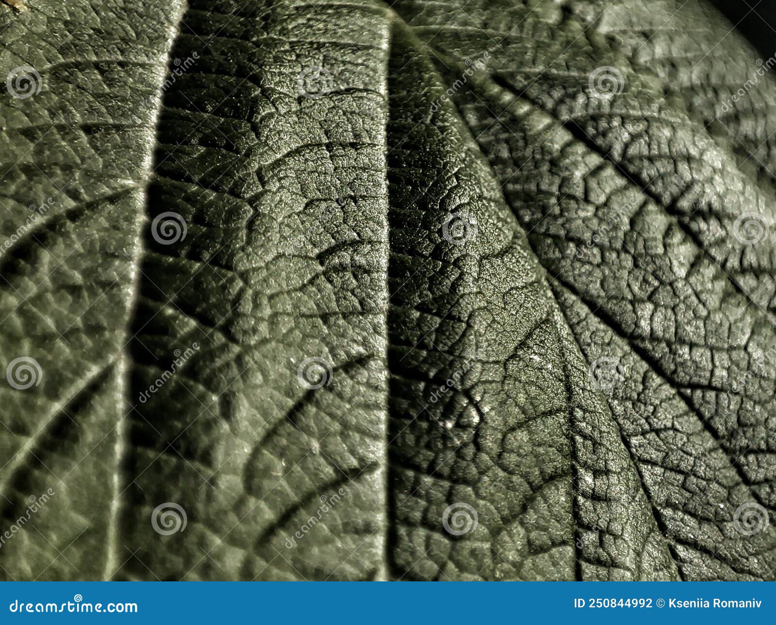 The Rough Surface of a Raspberry Leaf. Stock Photo - Image of wood ...