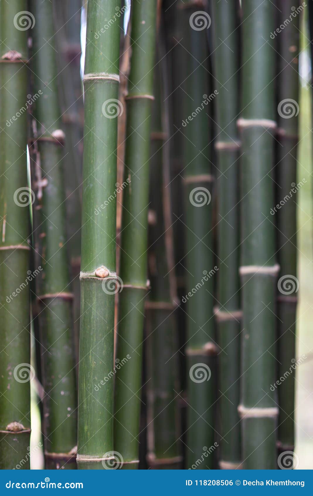 Rough Surface Texture of Bamboo. Stock Photo - Image of ecology ...