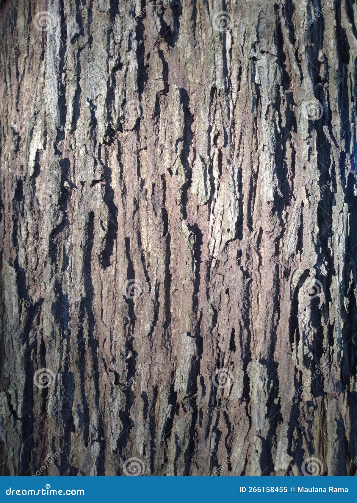 Rough teak bark stock image. Image of bark, teak, kulit - 266158455