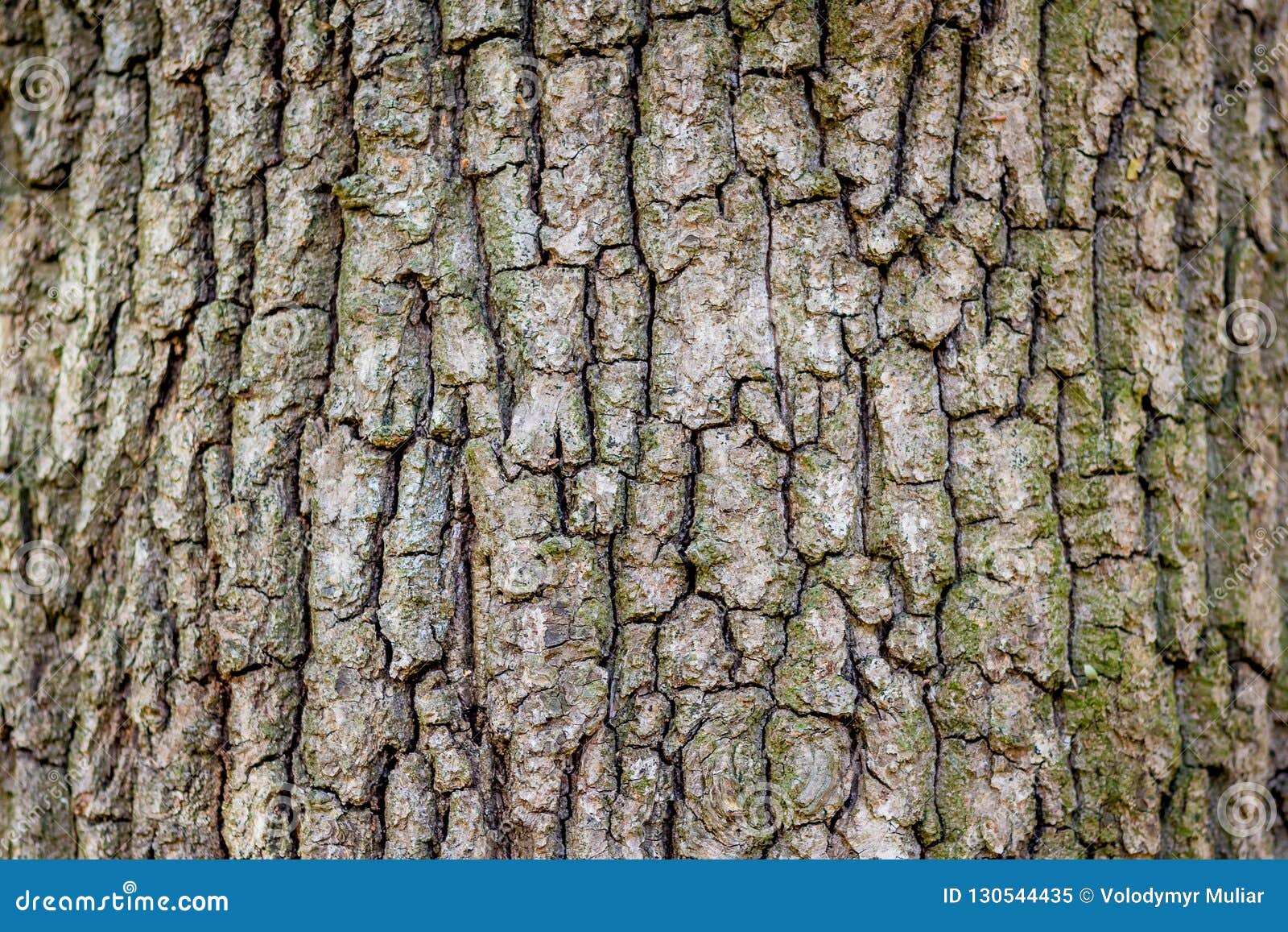 Rough Texture of the Bark of an Old Tree, Preform for Design_ Stock ...