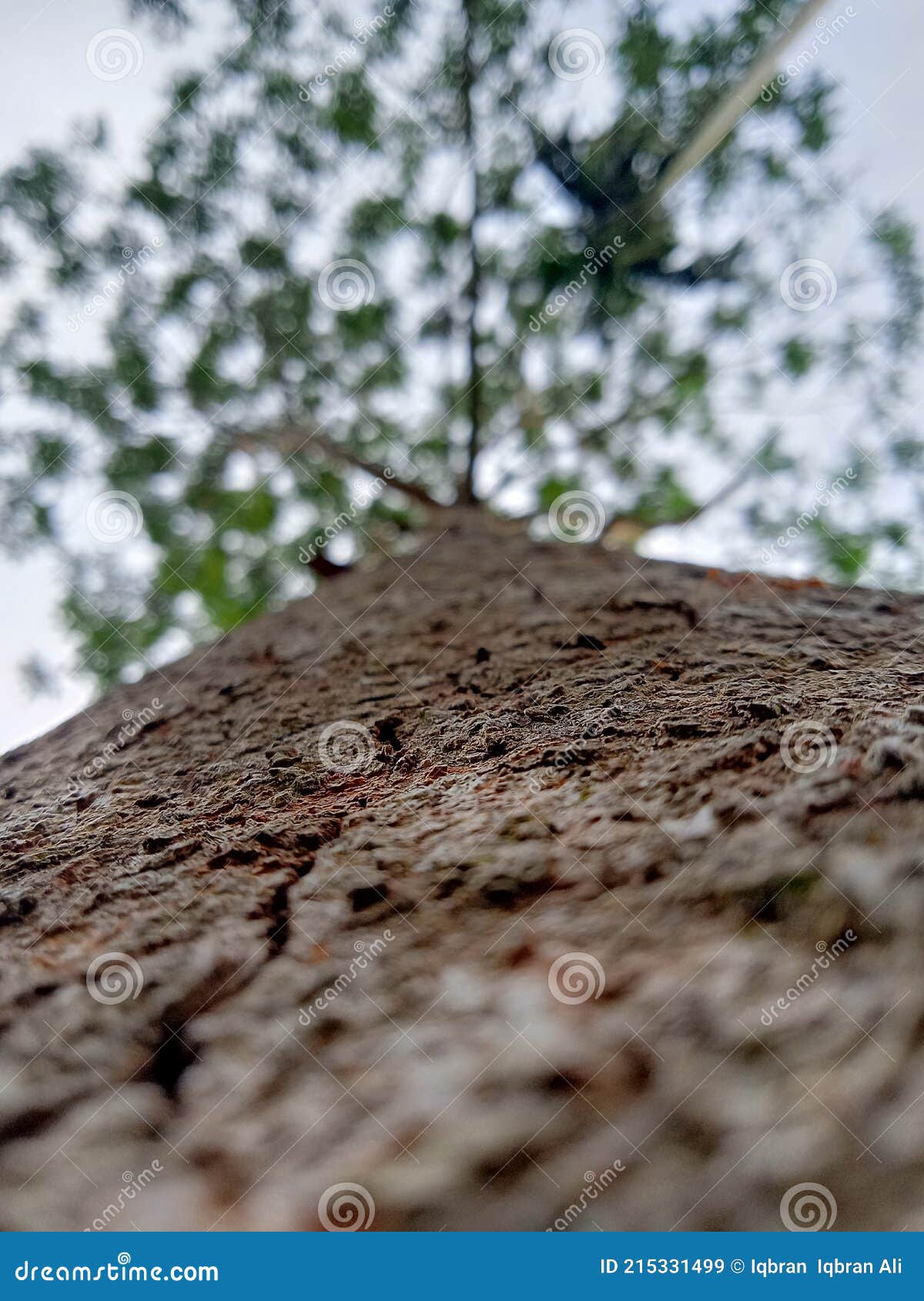 The Rough Texture of the Big Tree Stock Image - Image of tree, rough ...