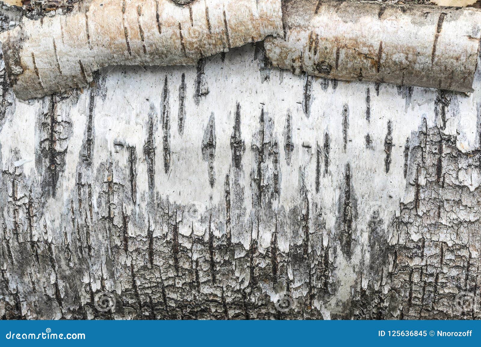 Rough Texture Birch Bark, Roll White Tree Bark, Abstract Background ...