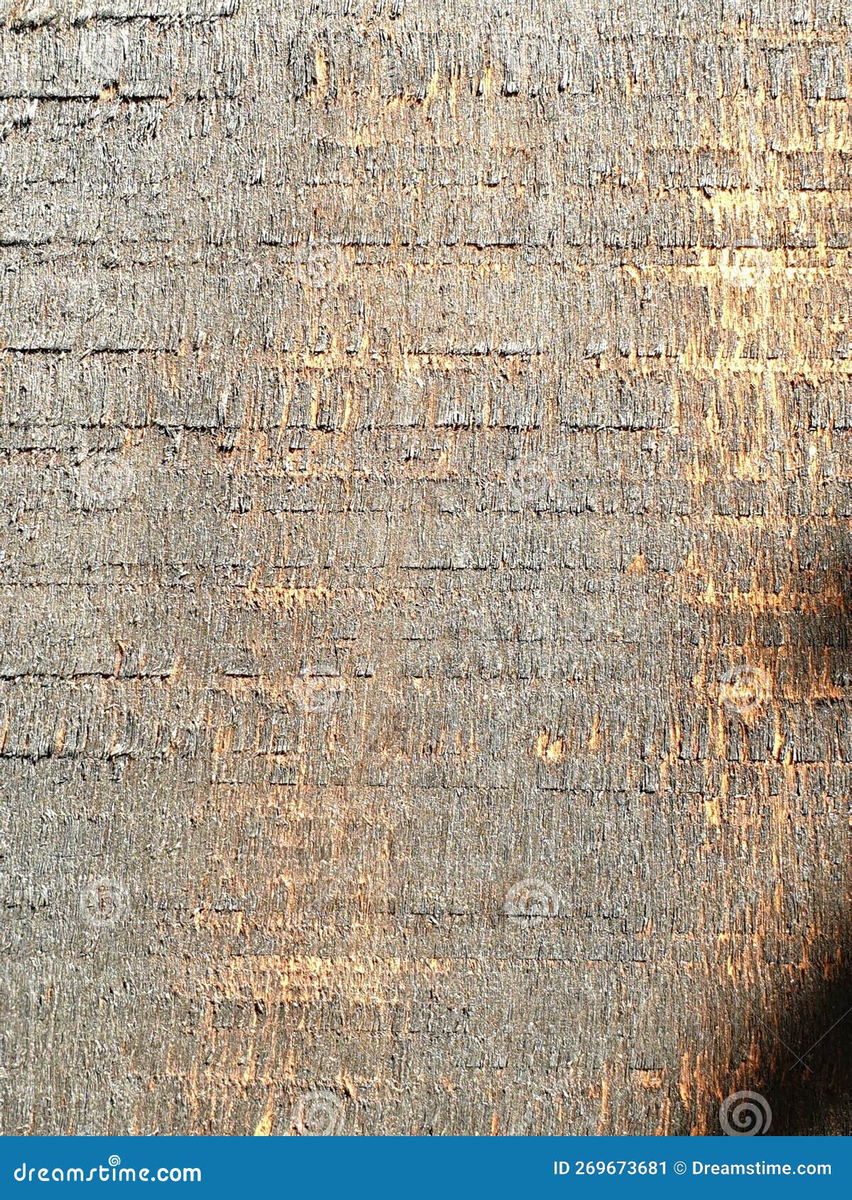 Albasia Wood Stock Photos - Free & Royalty-Free Stock Photos from ...