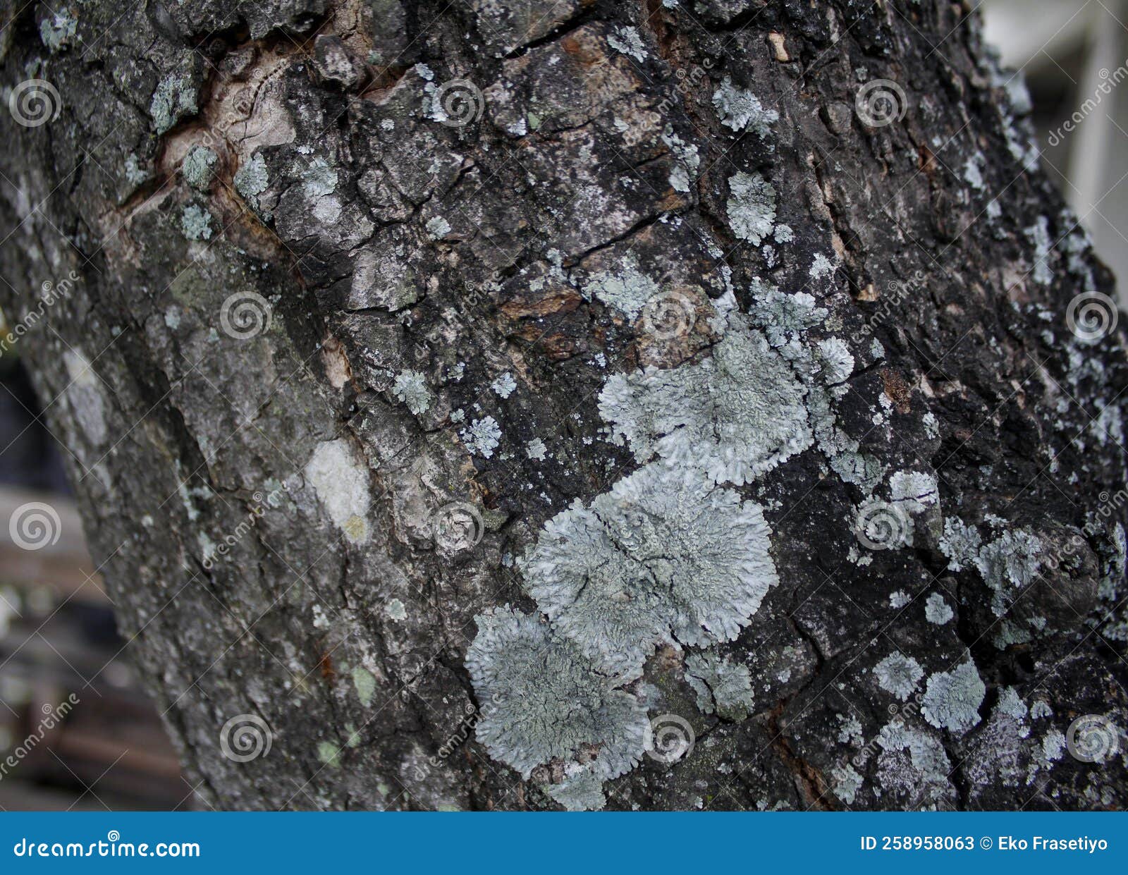 Mango tree textured stock image. Image of rock, asphalt - 258958063
