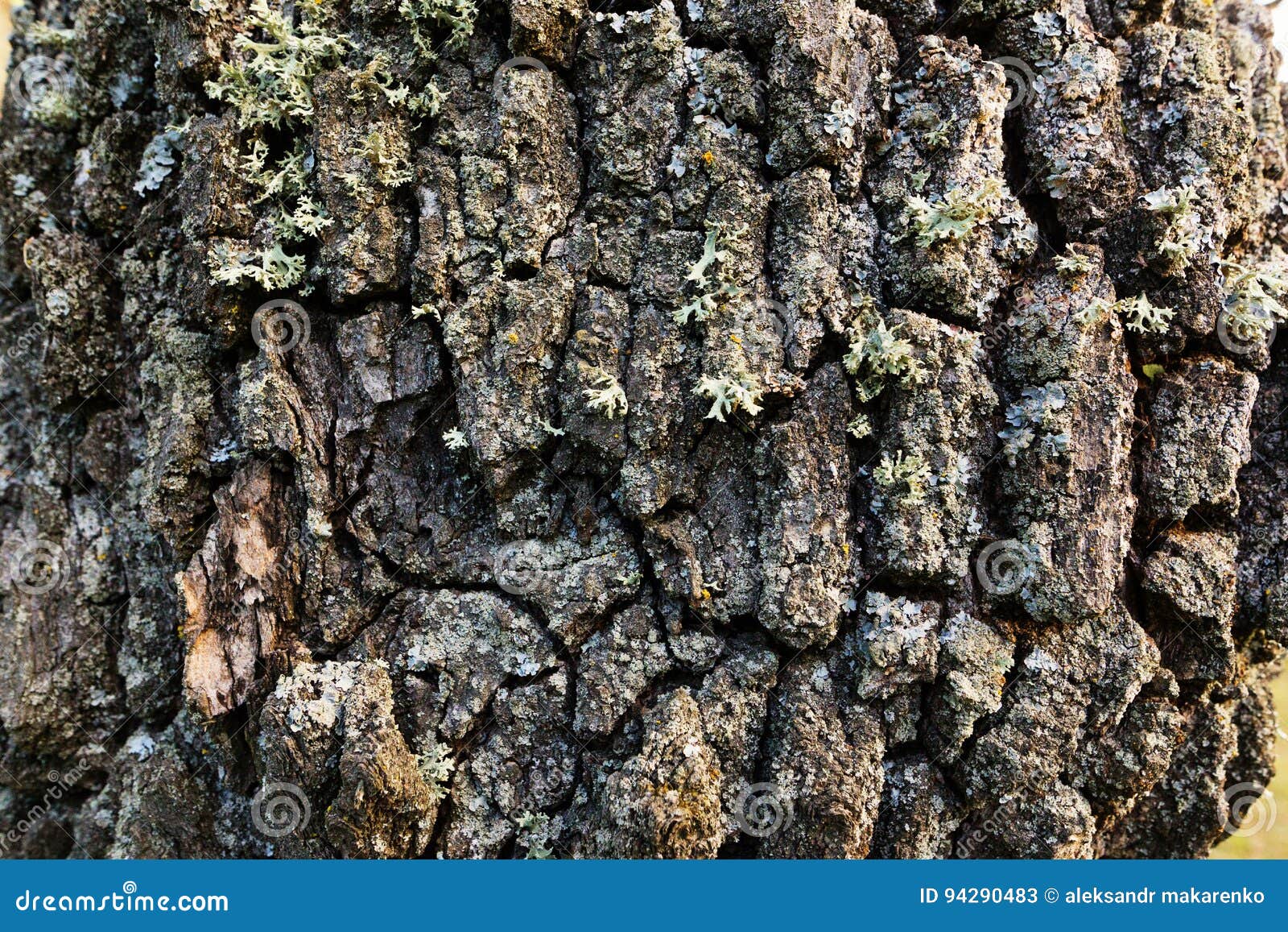 Rough Texture of the Oak Tree Bark. Stock Image - Image of detail ...