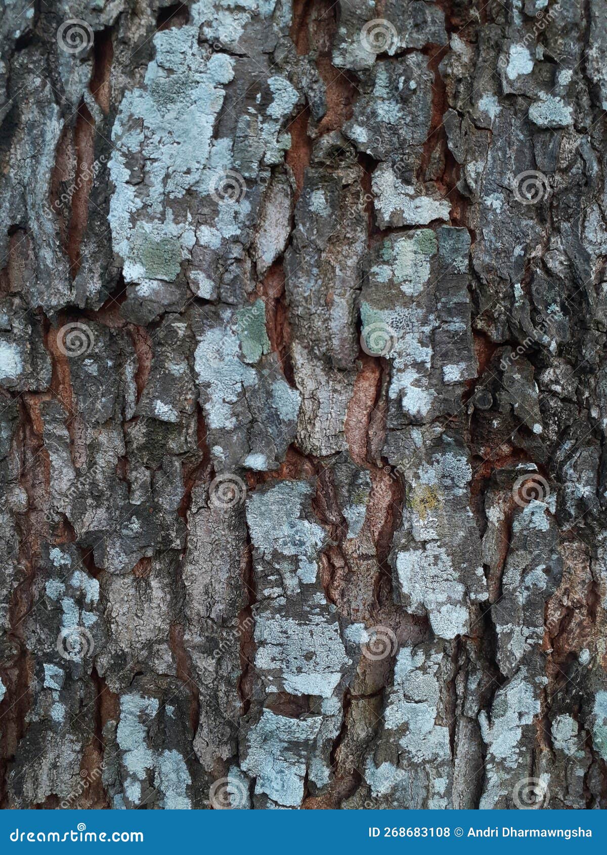 Rough Texture of Old Bark in Indonesian Forest Stock Photo - Image of ...