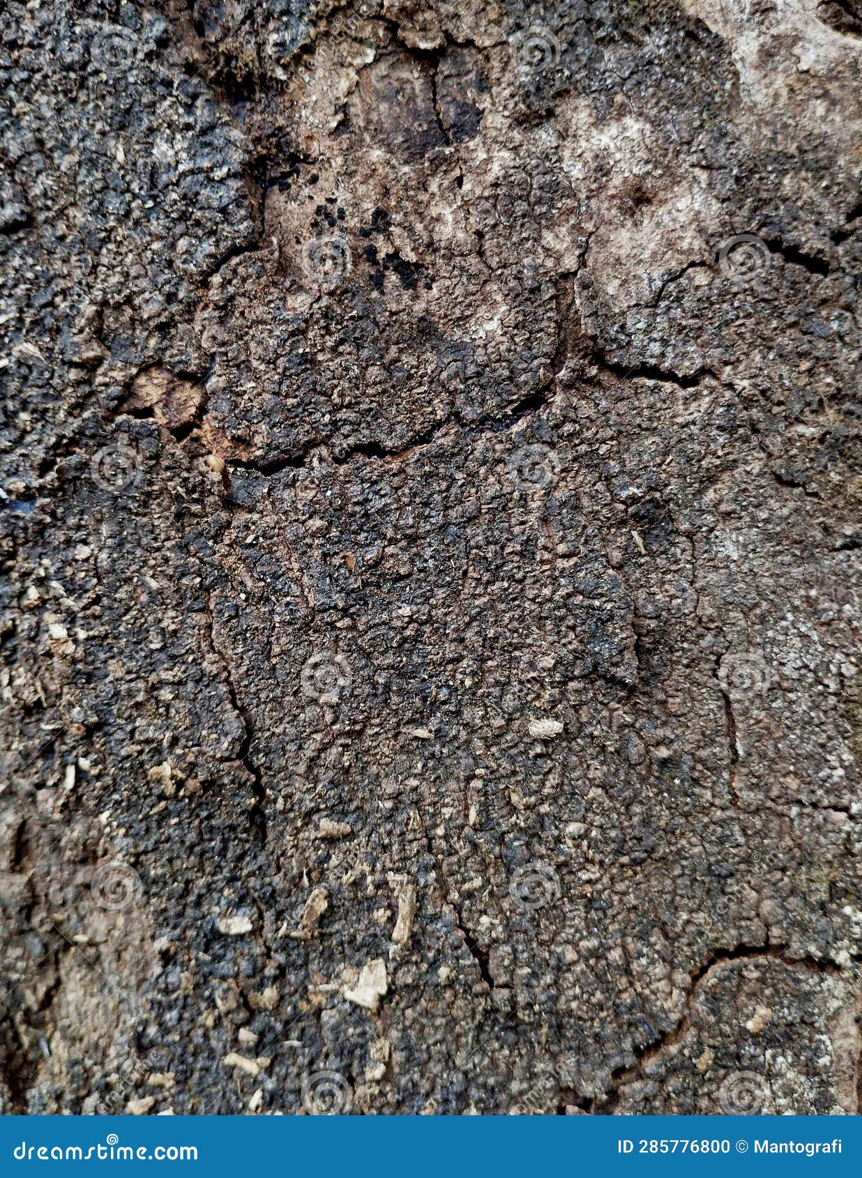 Rough Texture of a Tree Bark. Stock Photo - Image of plant, wall: 285776800