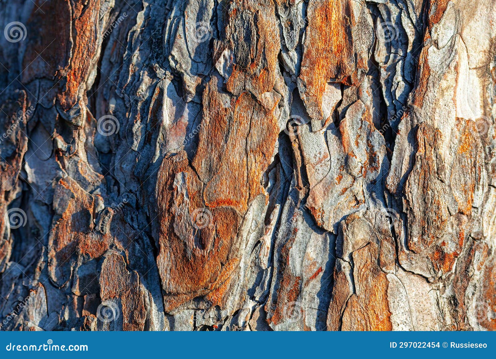 Rough Texture of the Tree Bark in Closeup Stock Photo - Image of rock ...