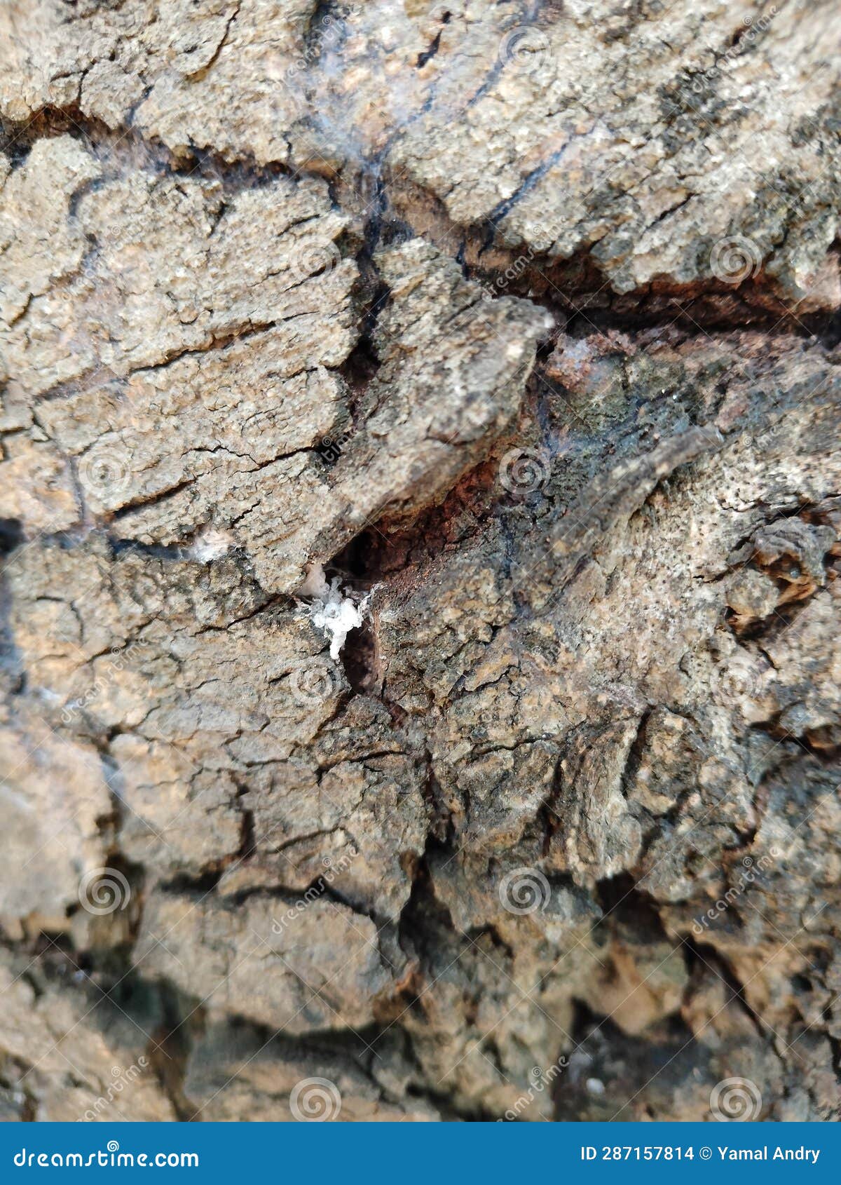 Rough Texture of Tree Bark with Various Condition. Stock Photo - Image ...