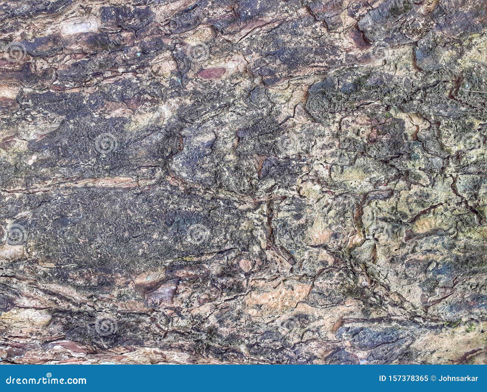 Texture of a tree skin. stock image. Image of wooden - 157378365