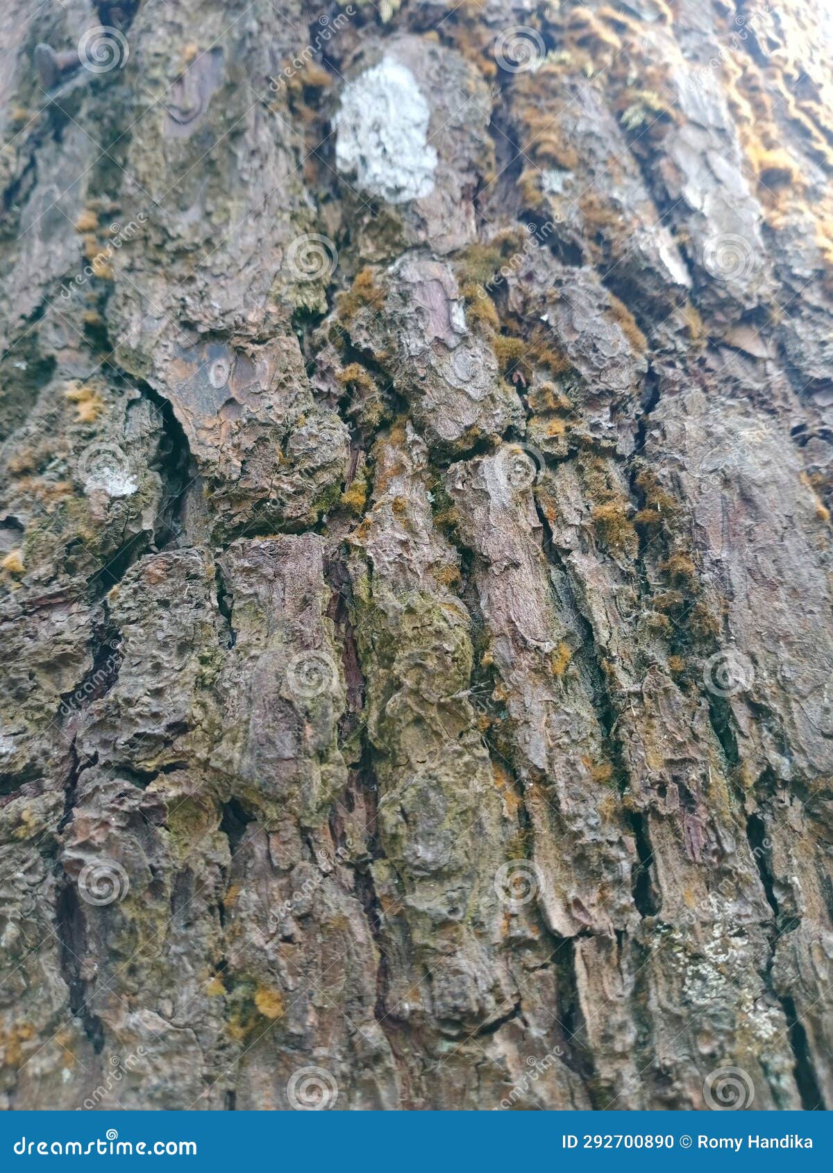 Rough Texture from Tree Trunk Stock Photo - Image of rock, green: 292700890