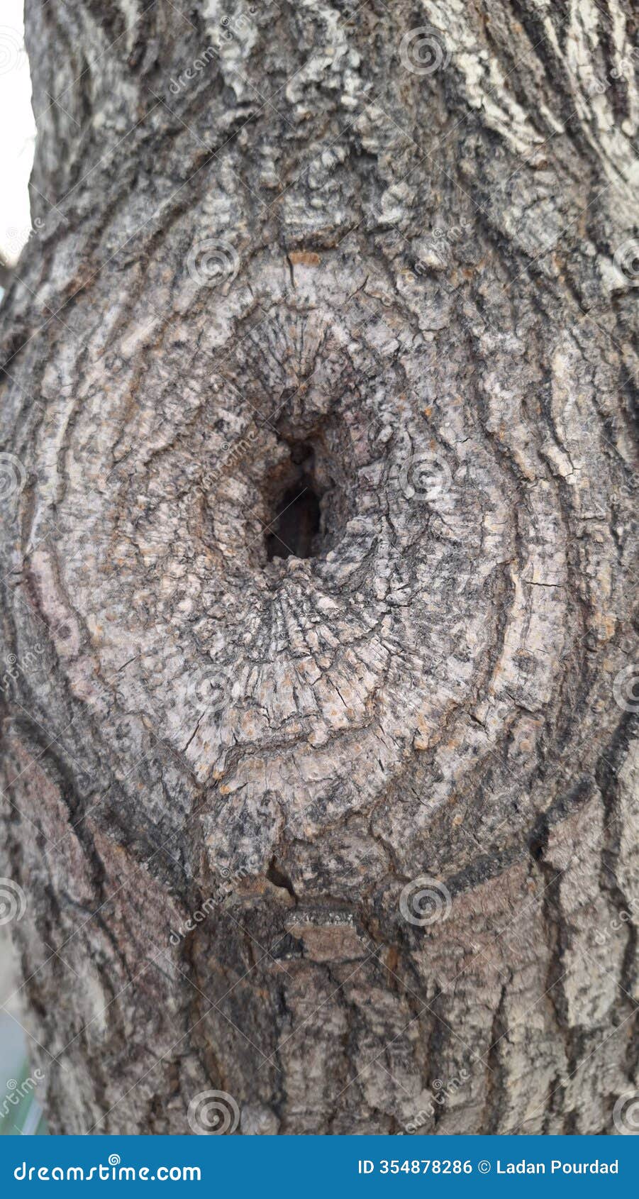 The Rough Texture of a Tree Trunk with a Large Bump on Which a Hole is ...