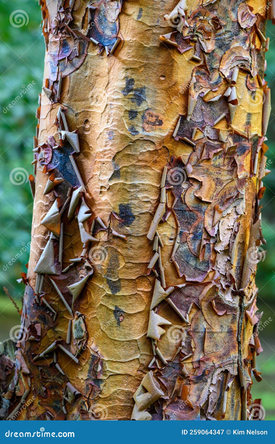 Rough Texture of the Tree Trunk on a Paperbark Maple, As a Nature ...