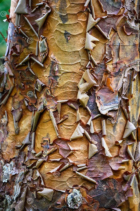 Rough Texture of the Tree Trunk on a Paperbark Maple, As a Nature ...