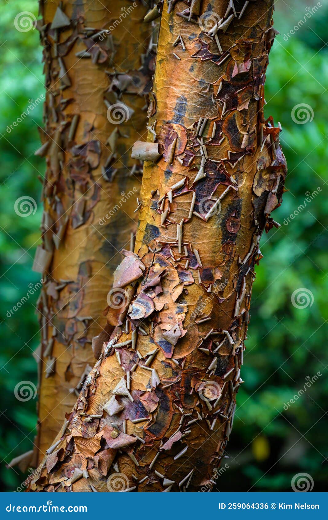 Rough Texture of the Tree Trunk on a Paperbark Maple, As a Nature ...
