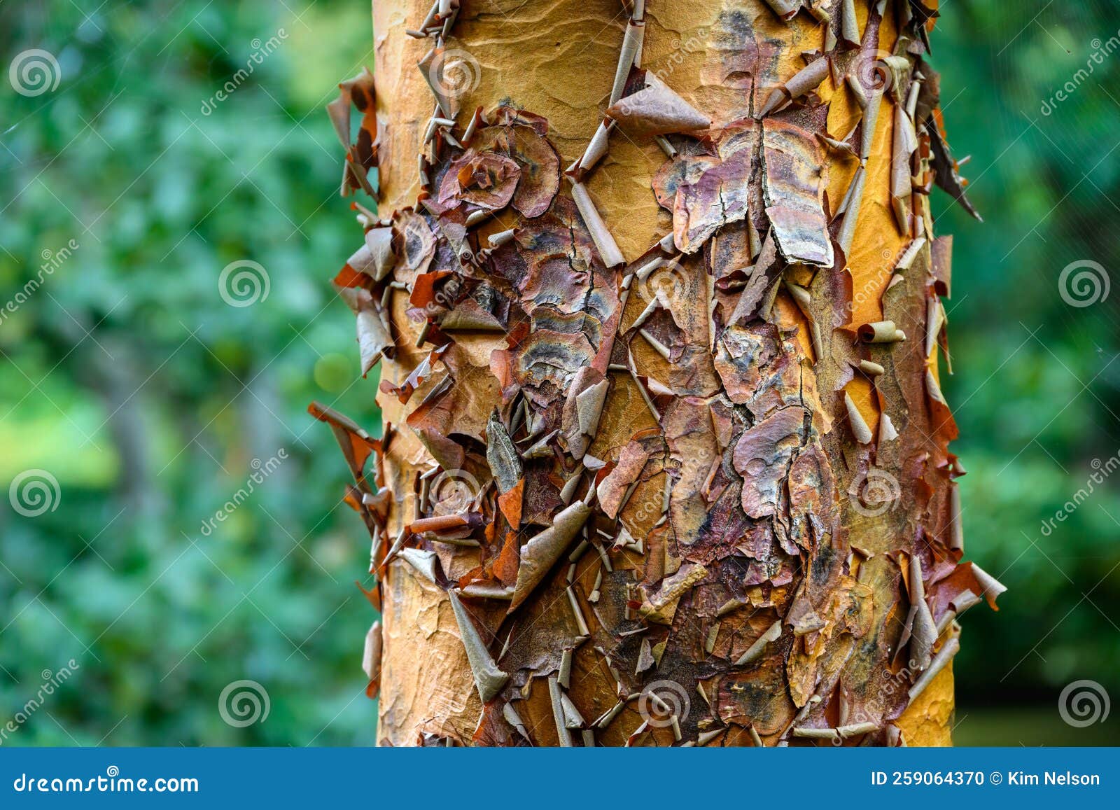 Rough Texture of the Tree Trunk on a Paperbark Maple, As a Nature ...