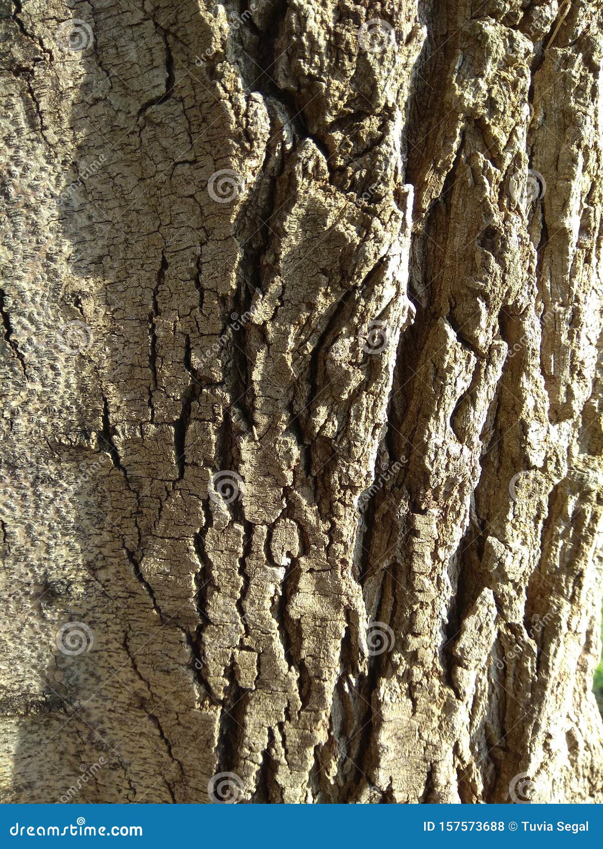 Rough Texture of Tree Trunk Stock Photo - Image of wallpaper, texture ...