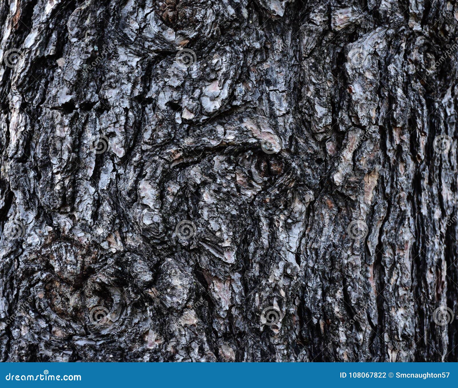 Dry Oak Bark On A White Background. Quercus Cortex. Quercus Robur Stock ...