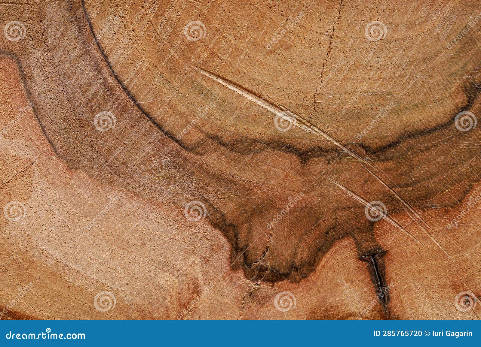 Rough Textured Cut Surface of a Tree Stump. Background or Backdrop ...