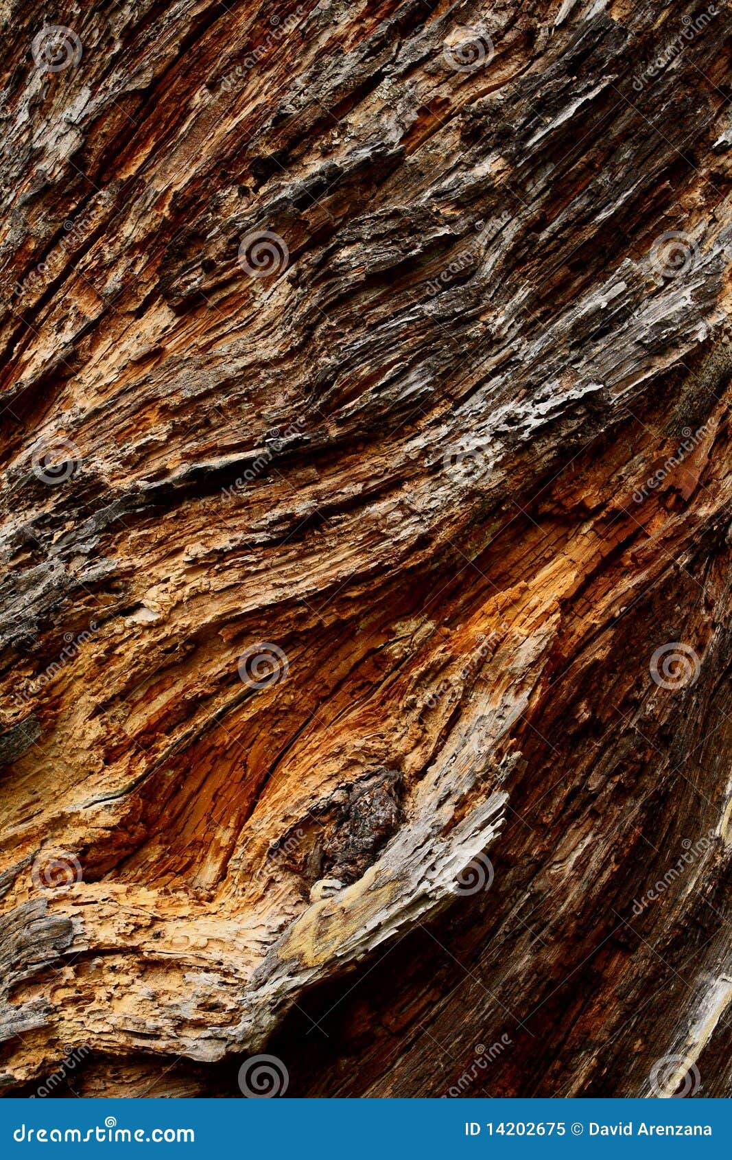 Rough textured tree bark stock image. Image of closeup - 14202675