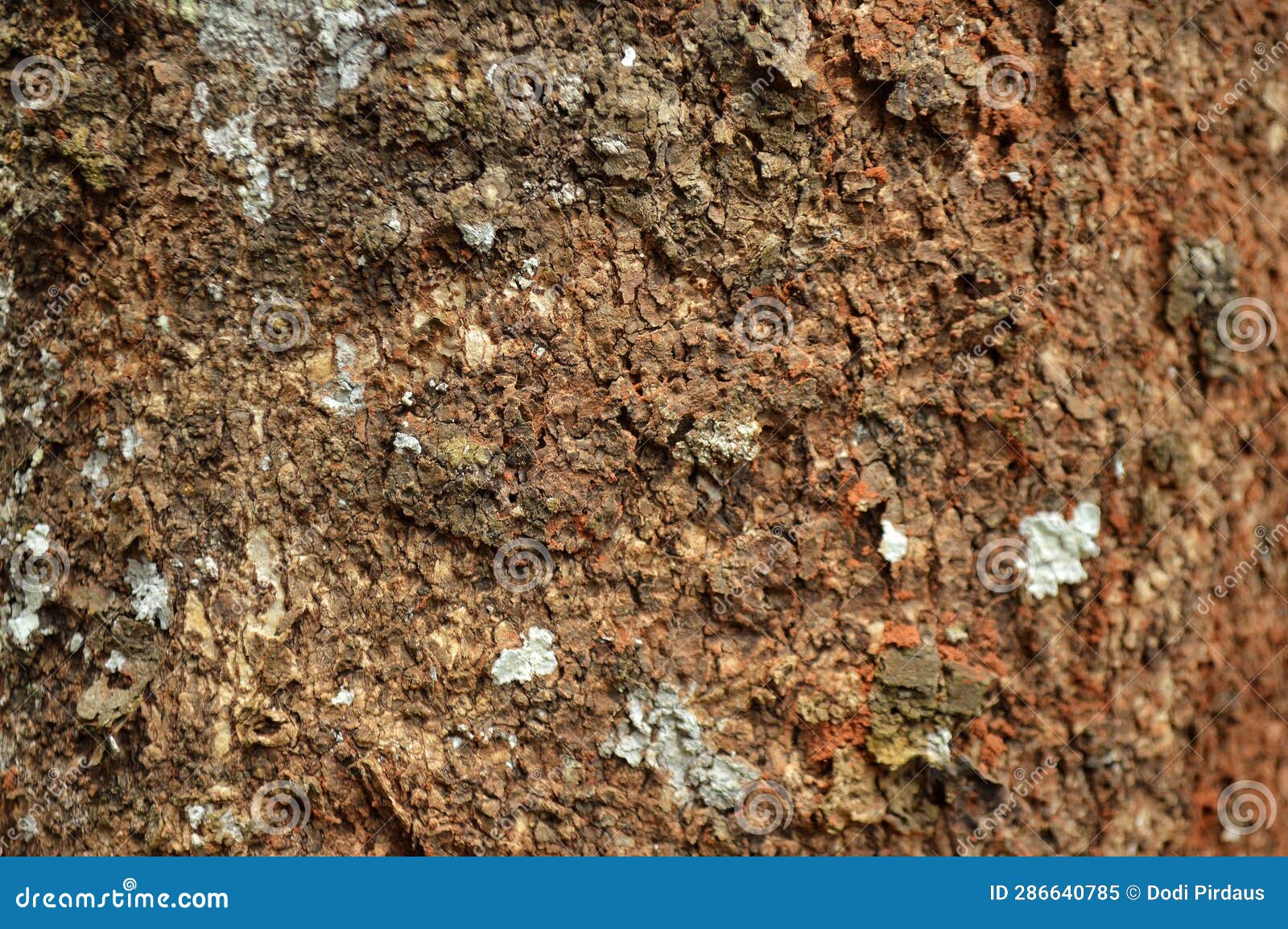Rough Textured Tree Trunk Background Stock Image - Image of park ...