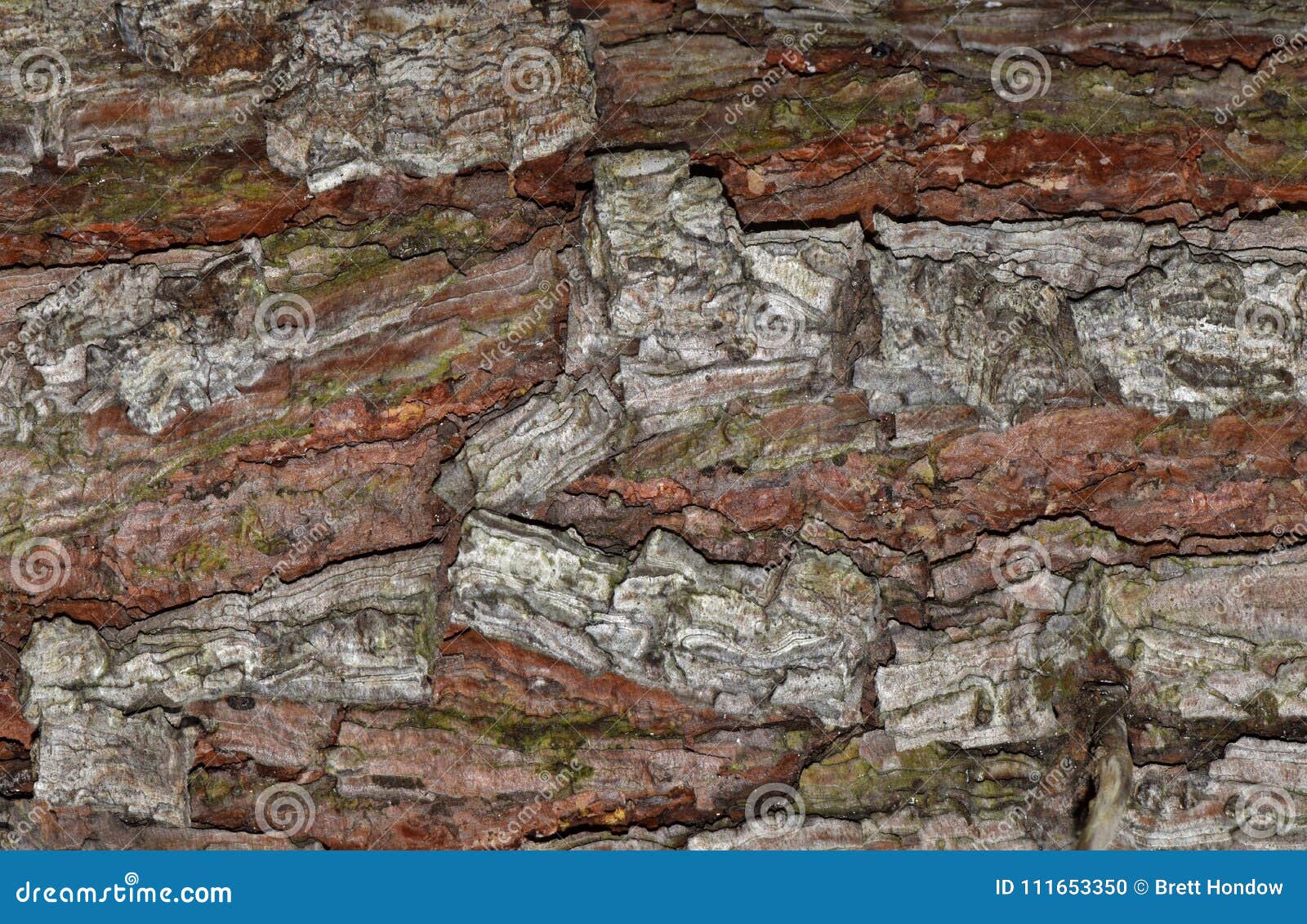 Rough Textures of the Bark of a Pine Tree. Stock Photo - Image of ...