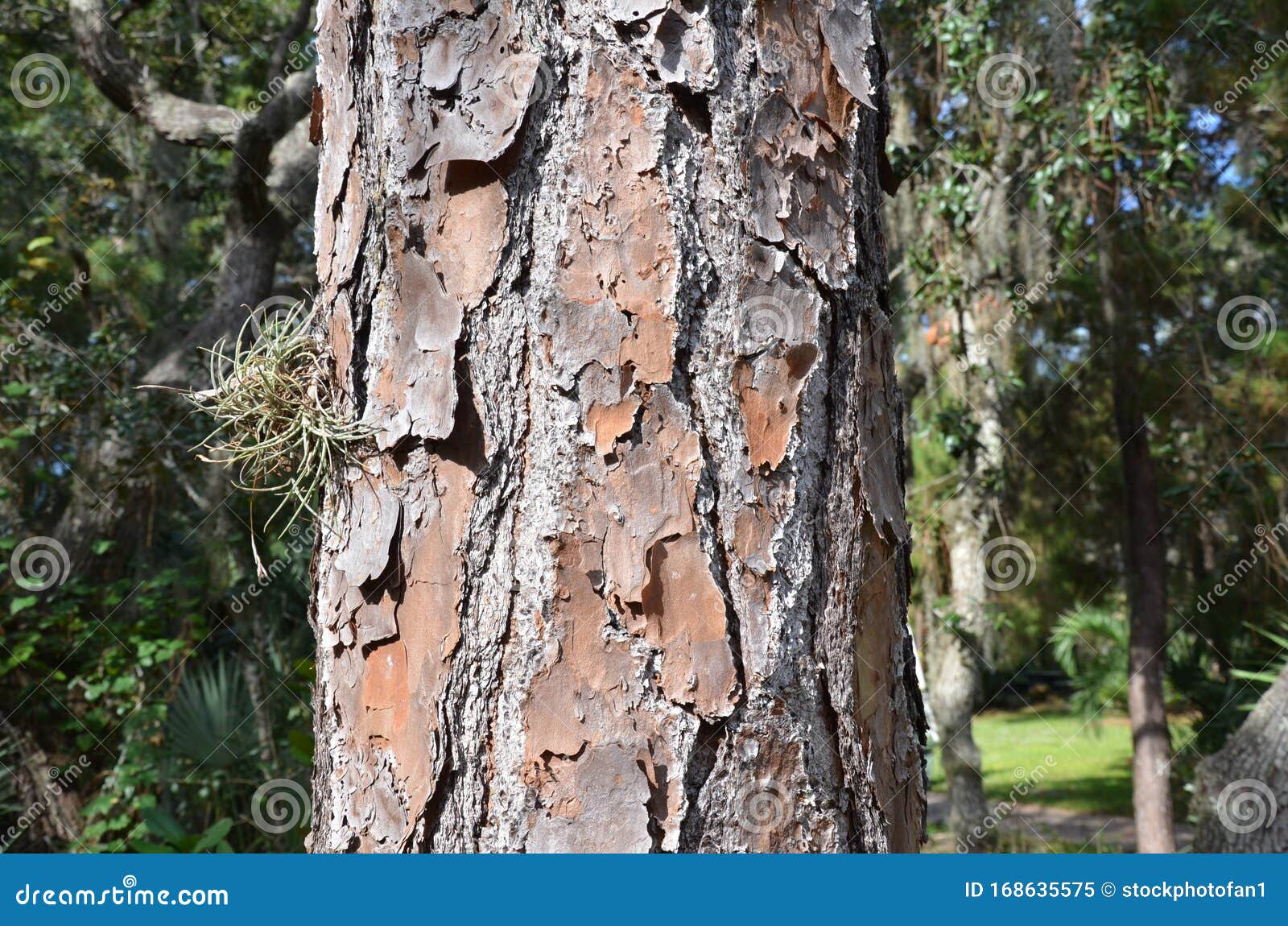 Rough Thick Cracked and Flaky Brown Pine Tree Bark on Trunk Stock Image ...