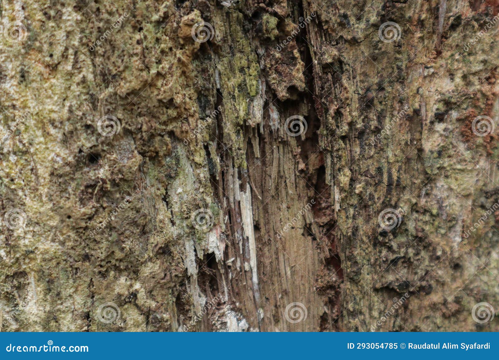Rough Tree Bark Background Texture Overlay Stock Image - Image of blank ...