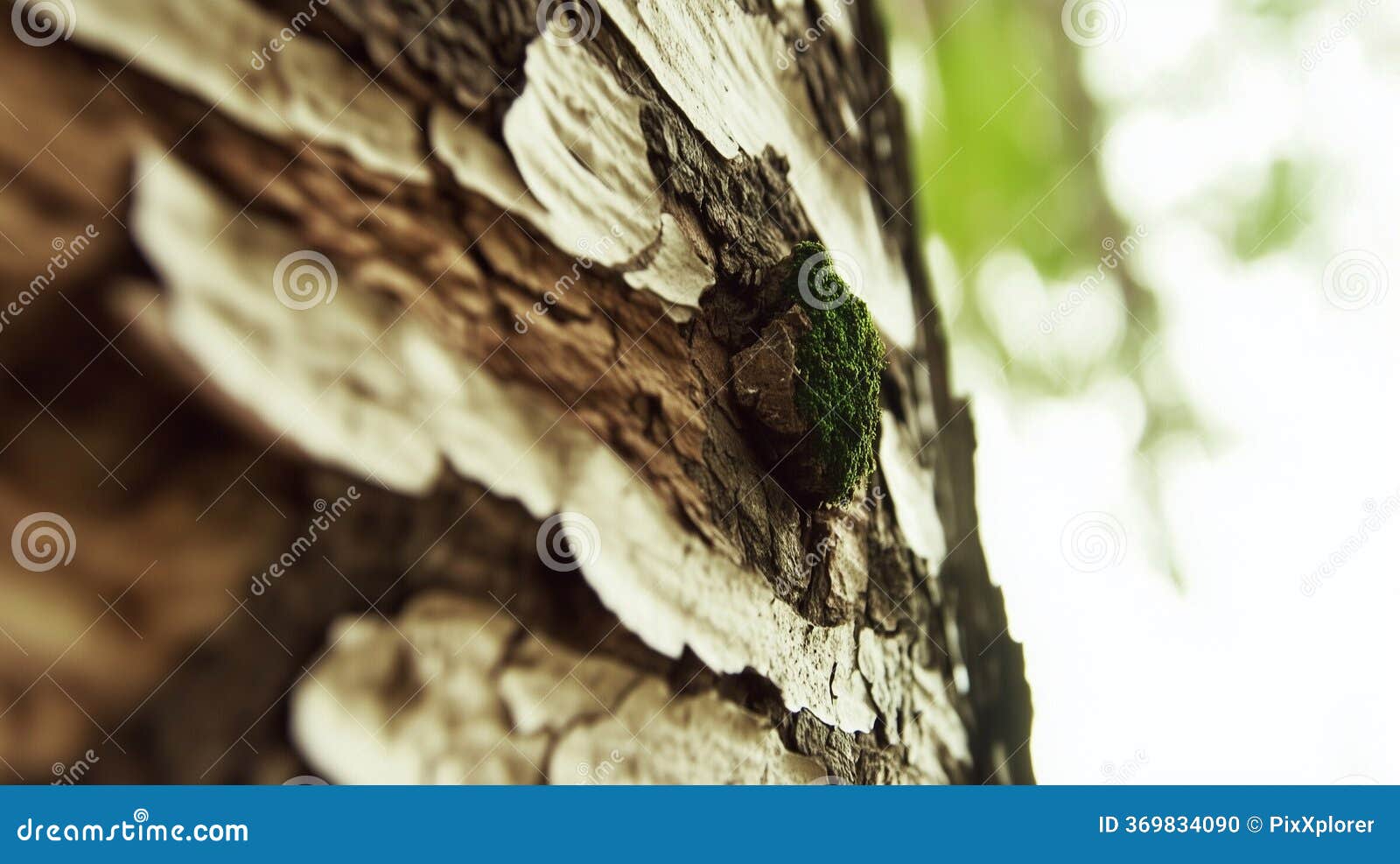 Rough Tree Bark With Deep Grooves And Textured Surface, Possibly ...