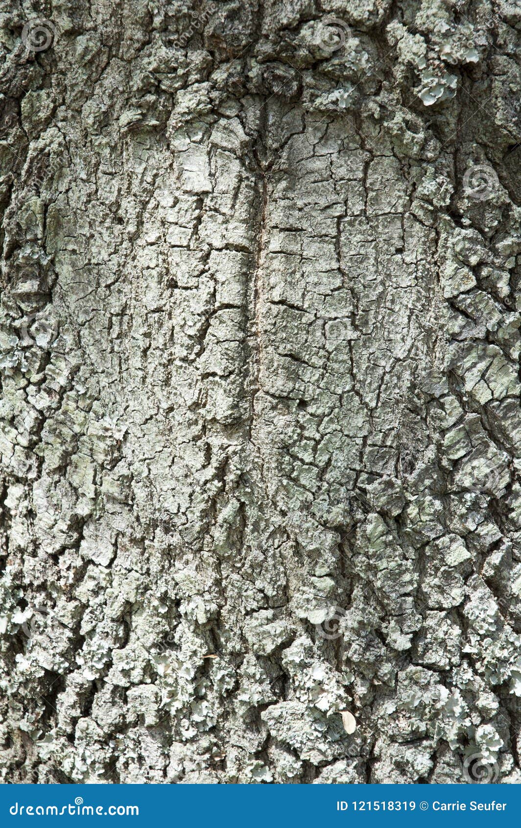 Rough Tree Bark with Pattern Stock Image - Image of forest, outdoors ...