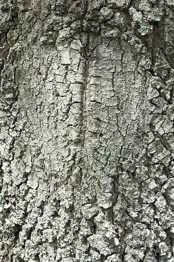 Rough Tree Bark with Pattern Stock Image - Image of forest, outdoors ...